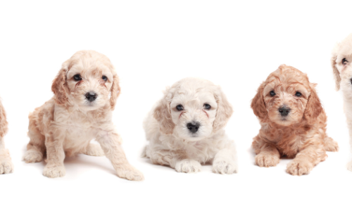 The Benefits of Choosing DPV and NEOPAR for 4-Week Puppy Vaccinations